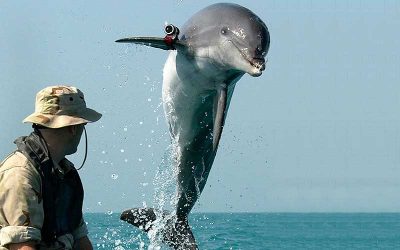 Dolphins in the Military | Dolphins World