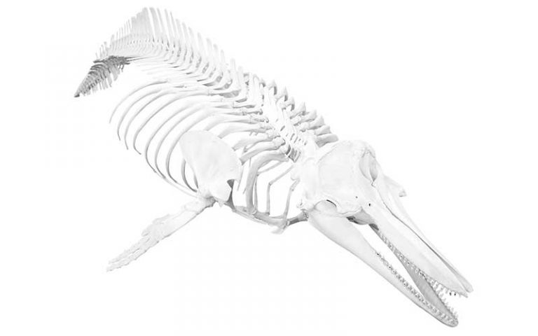 Dolphin Anatomy | Dolphins World