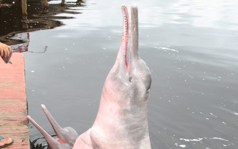 Amazon River Dolphin (Inia Geoffrensis) | Dolphins World