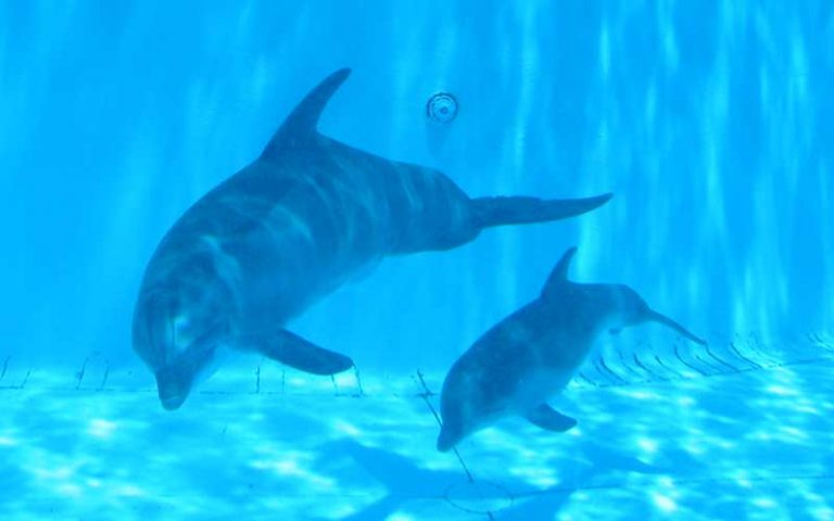 Dolphin Reproduction | Dolphins World